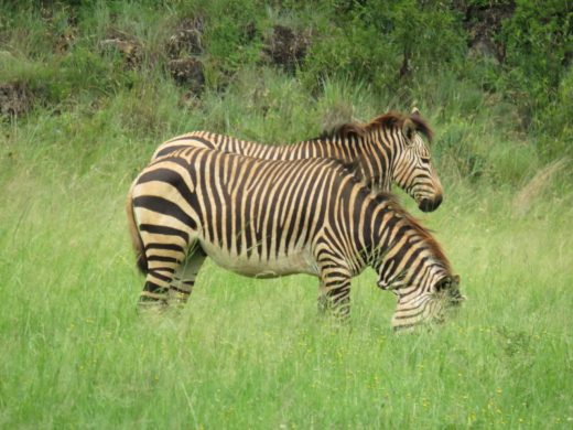Natuurlik hou ons van die natuur | Vaalweekblad