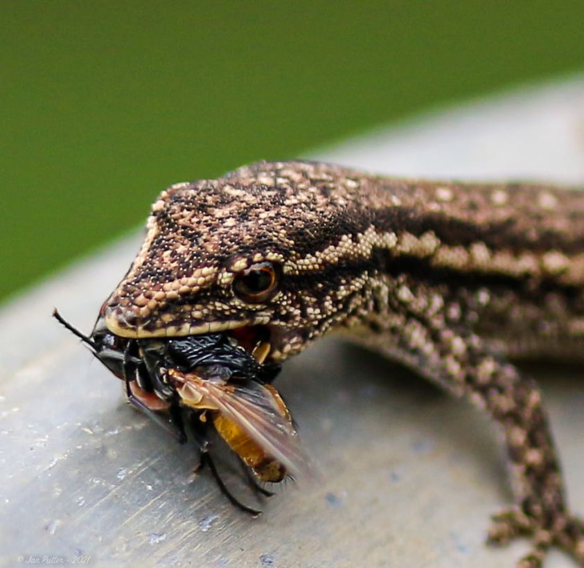 Prag-foto's in skakerings van bruin en groen | Vaalweekblad