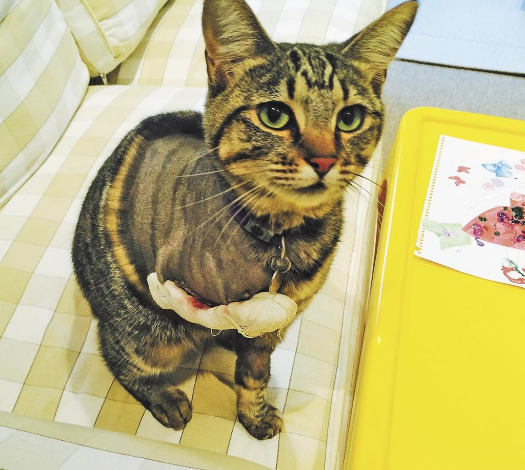 Katskieter, jou doppie gaan klink! | Vaalweekblad