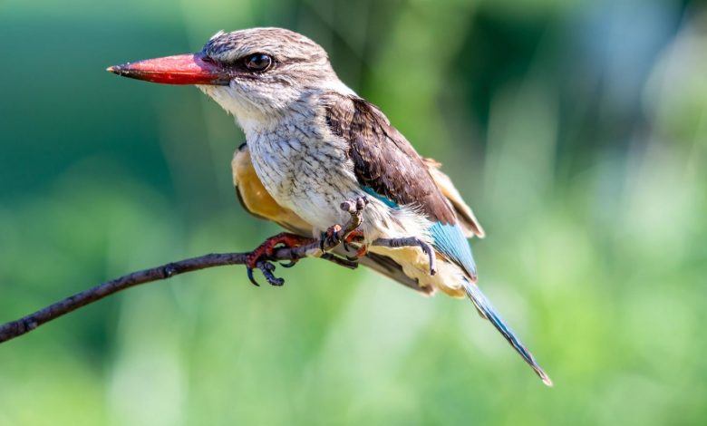 Vars, vrolike foto's aan orde van die dag | Vaalweekblad