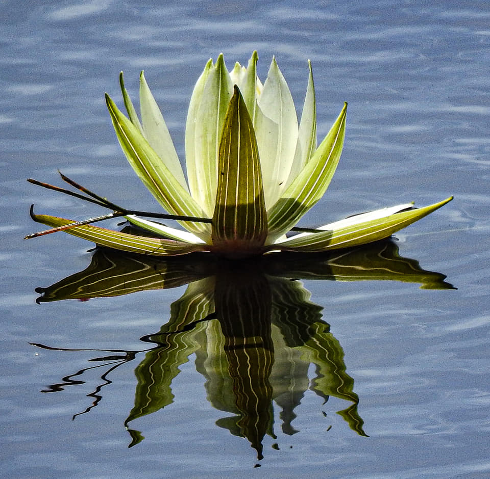 Foto's in skakerings van blou en groen | Vaalweekblad