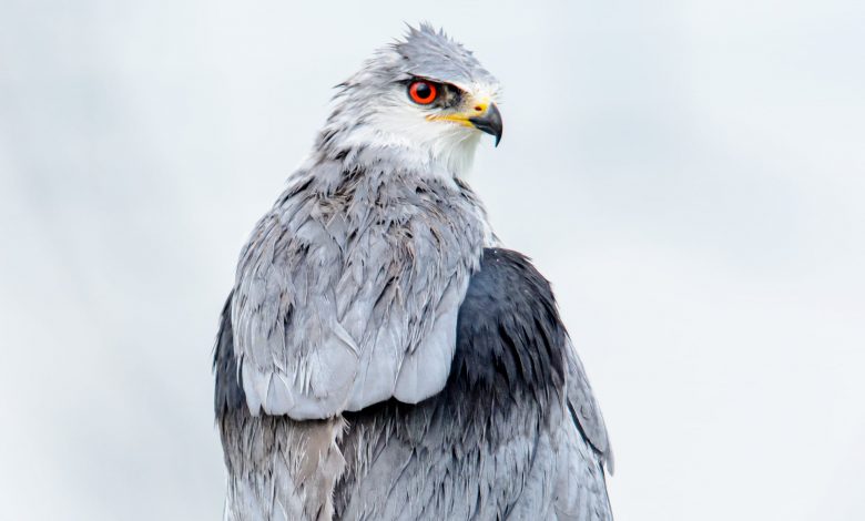 Foto's van regoor SA én 4 ander lande | Vaalweekblad