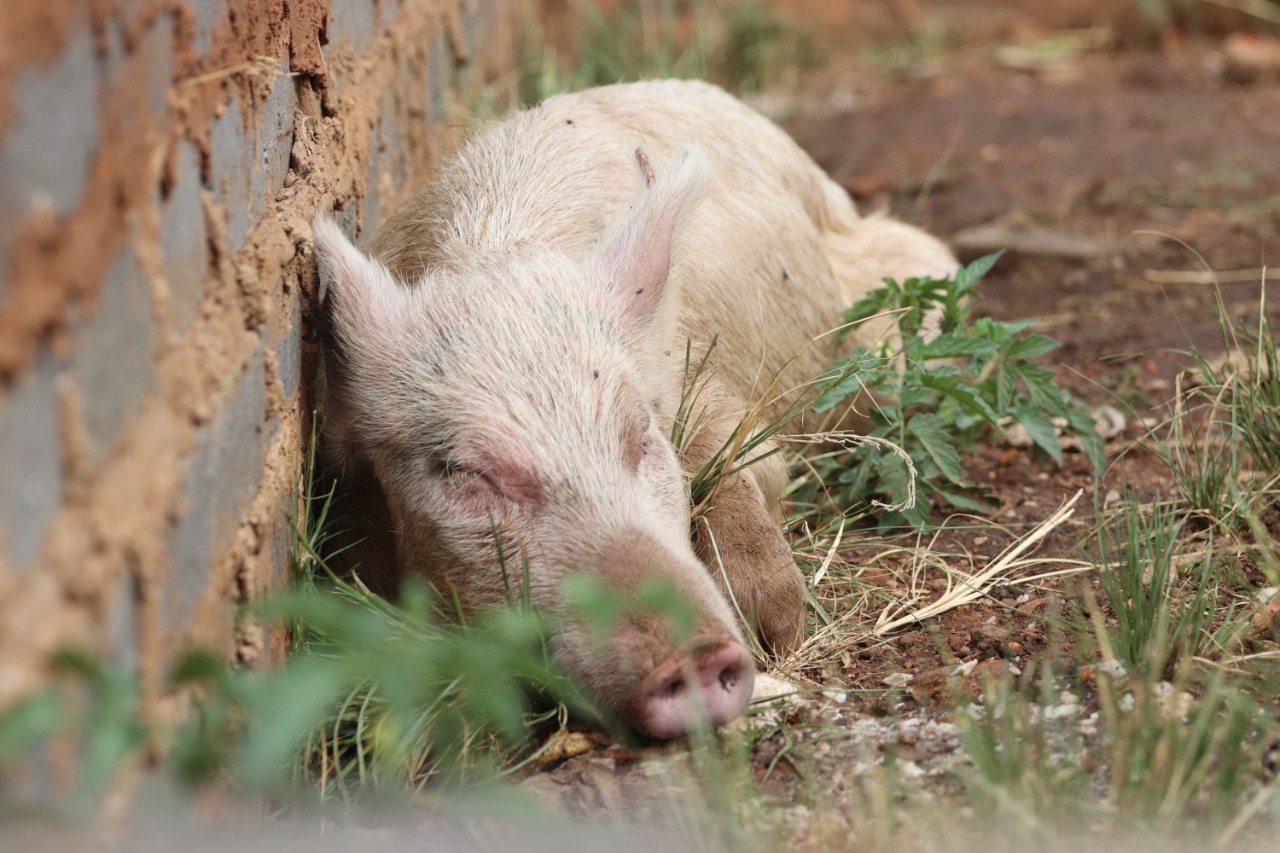 Over 350 pigs die at Sebokeng Hostel following African Swine Fever ...