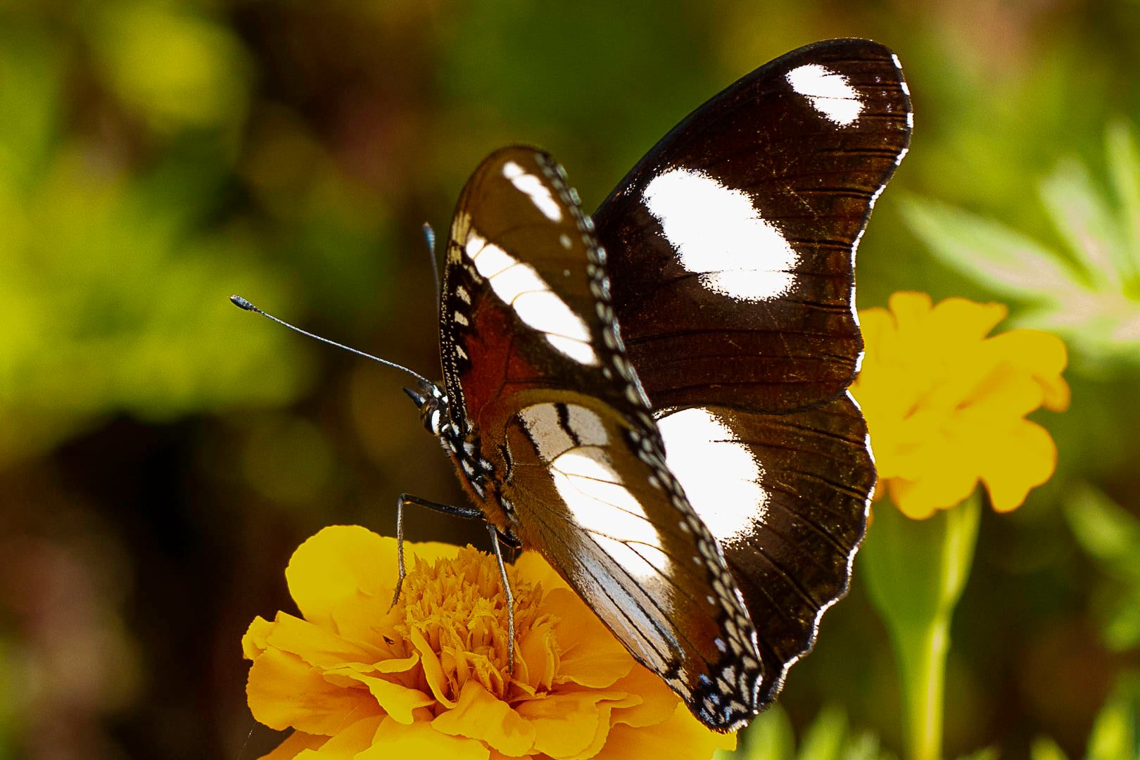 Groot versameling foto's | Vaalweekblad