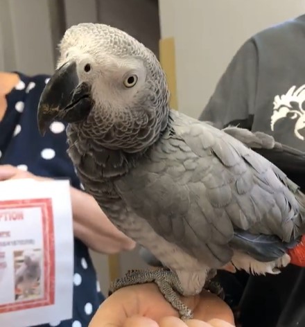 Kadoempie, simbool van hoop en lewe! | Vaalweekblad