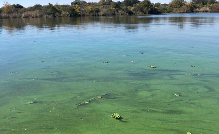 Vaalrivier se water groen weens oormaat 'voedingstowwe' | Vaalweekblad