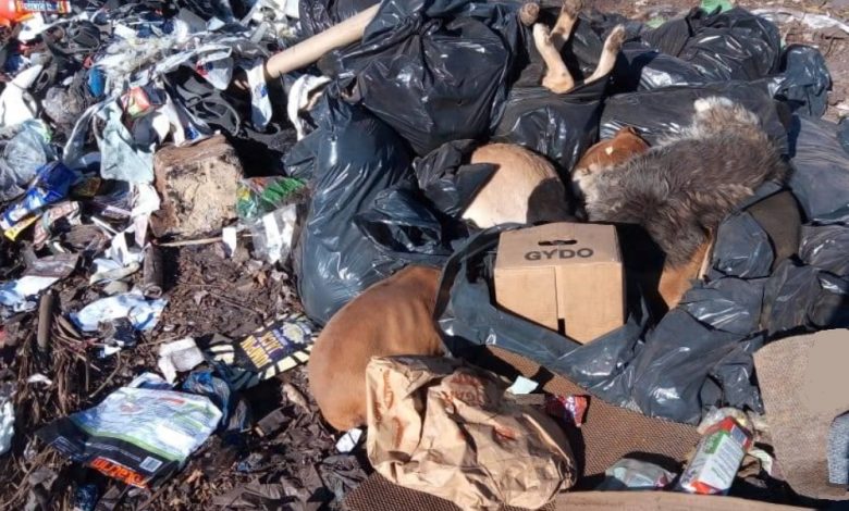 Hartseer realiteit: DBV moet 800 diere per maand uitsit | Vaalweekblad