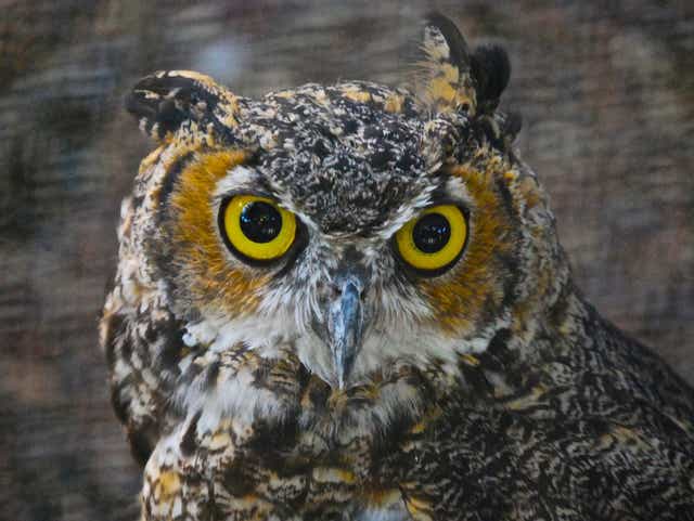 Uile bad te lekker in Vaalpark-tuin | Vaalweekblad