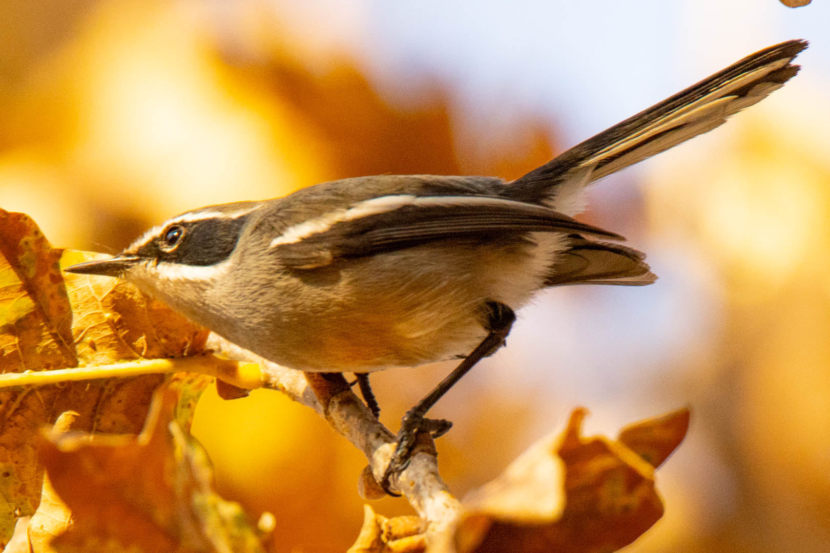 Kleurvolle foto-versameling op Vrouedag | Vaalweekblad