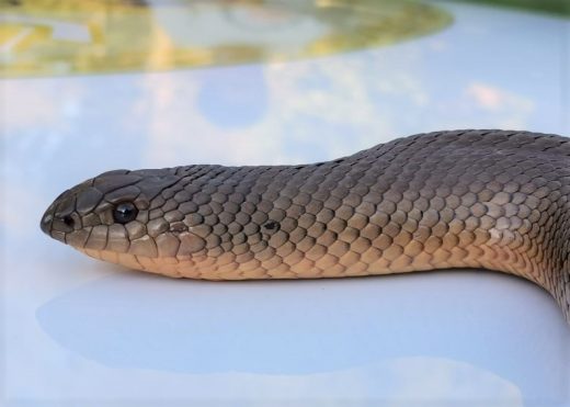 Nick weer tot die redding van slang (en mens) | Vaalweekblad