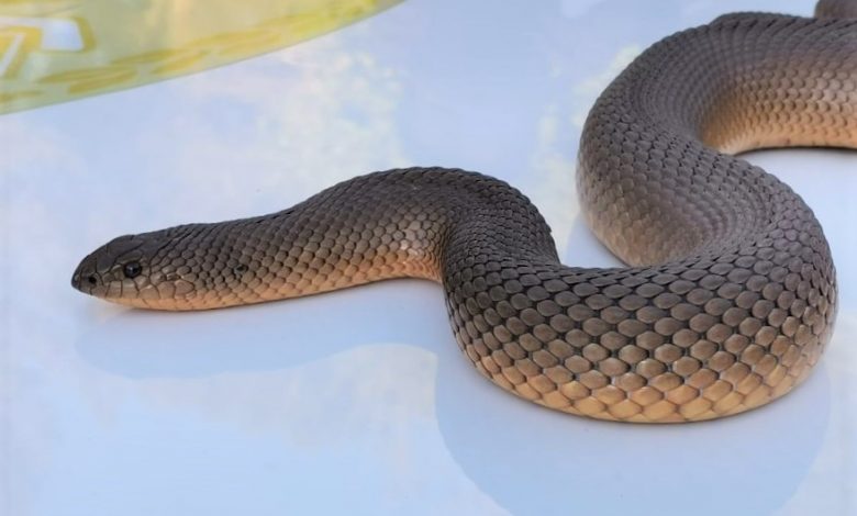 Nick weer tot die redding van slang (en mens) | Vaalweekblad