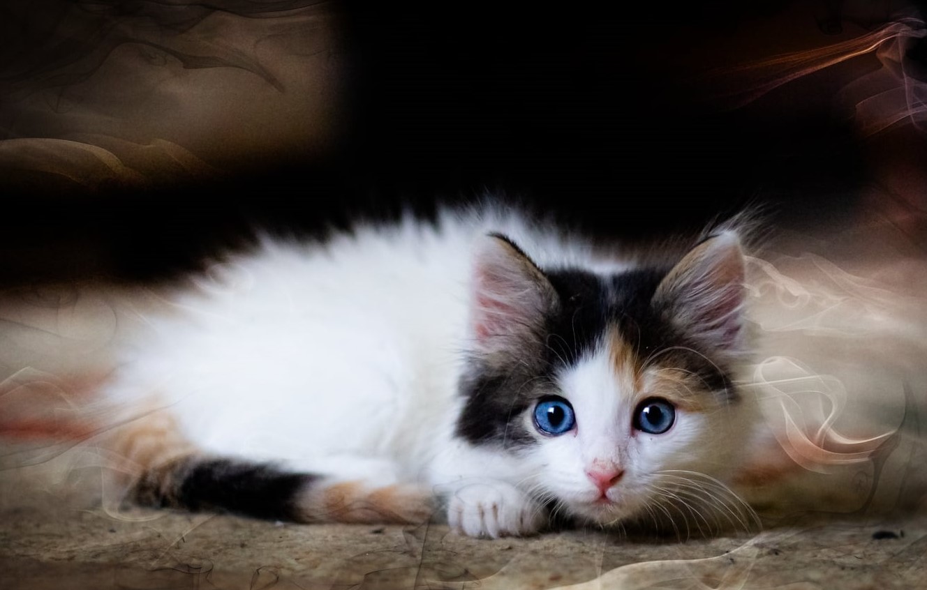 Wat 'n prag-fotoversameling | Vaalweekblad