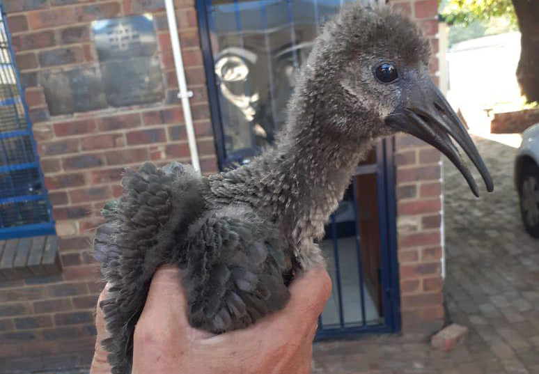 SPCA: Wild animals belong in the wild | Vaalweekblad