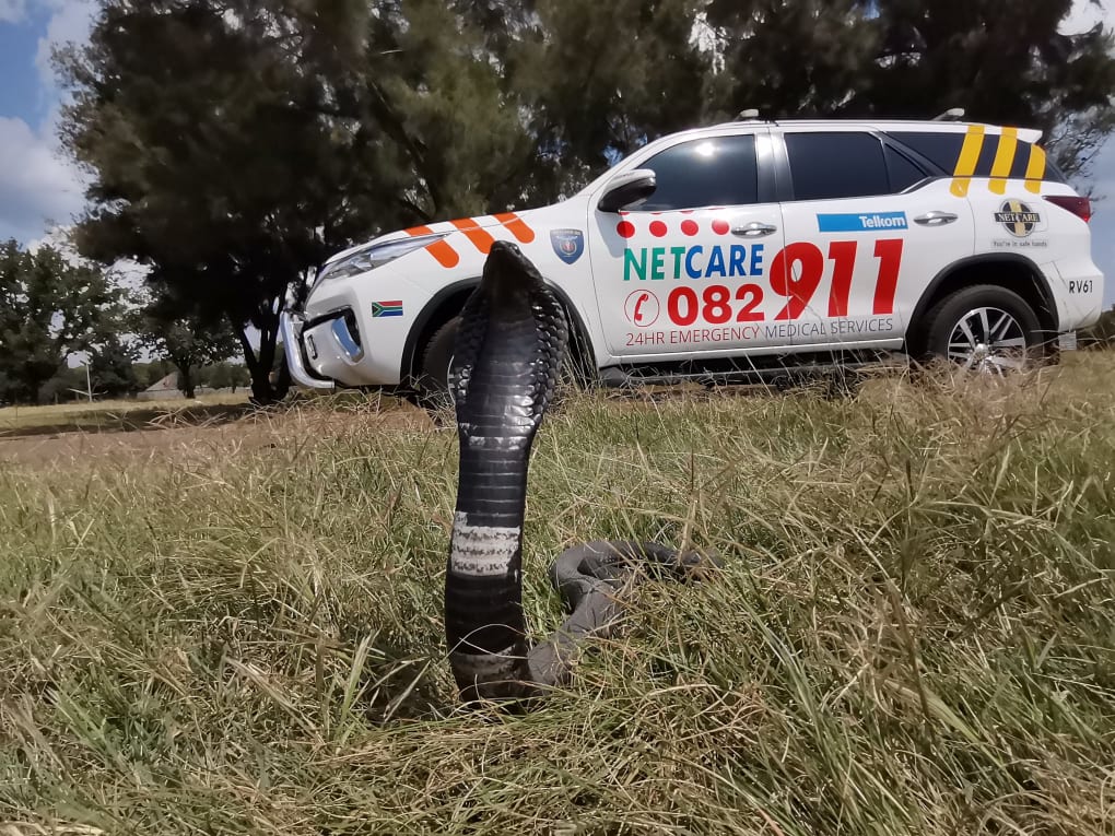 Rinkhalse laat plaaslike slangvanger bont staan | Vaalweekblad