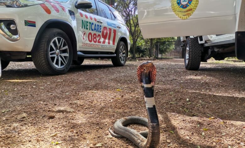 Temperatuur daal, maar rinkhalse nog bedrywig in Vaal | Vaalweekblad