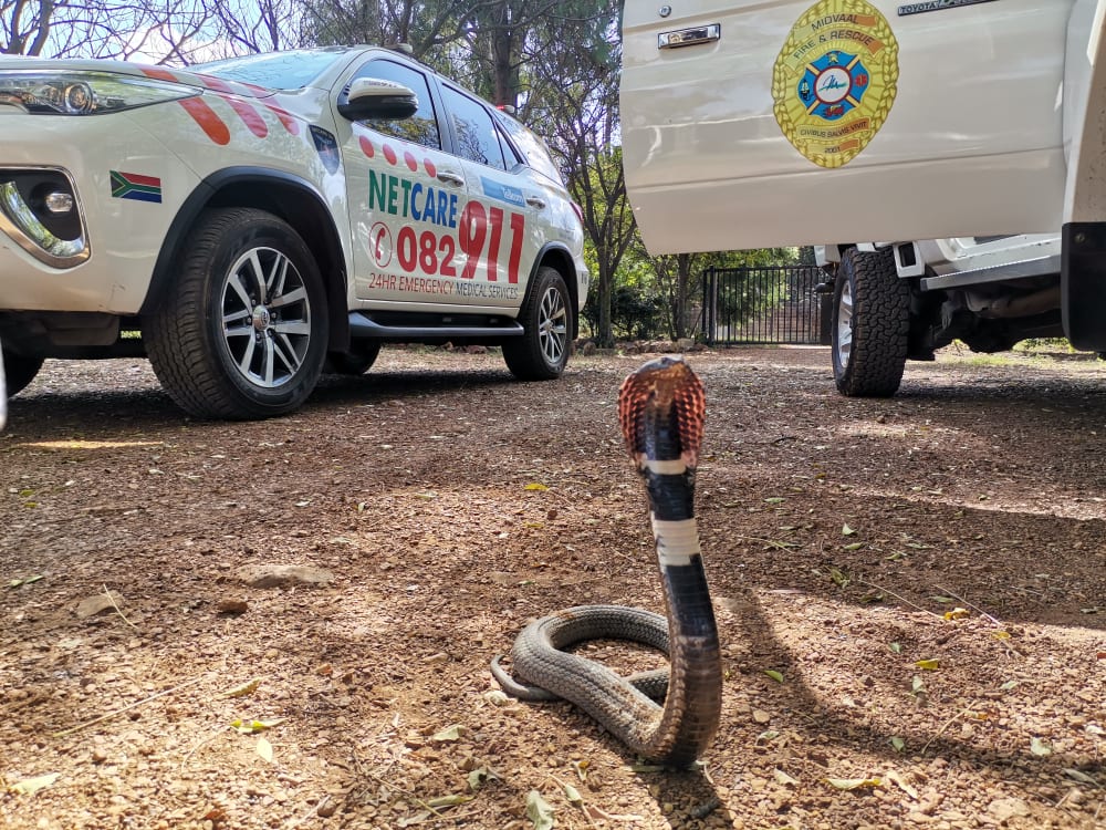 Temperatuur daal, maar rinkhalse nog bedrywig in Vaal | Vaalweekblad