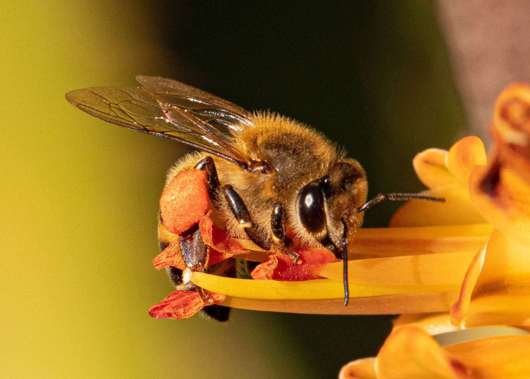 Fotoblad: Insekte en alles wat mooi is | Vaalweekblad