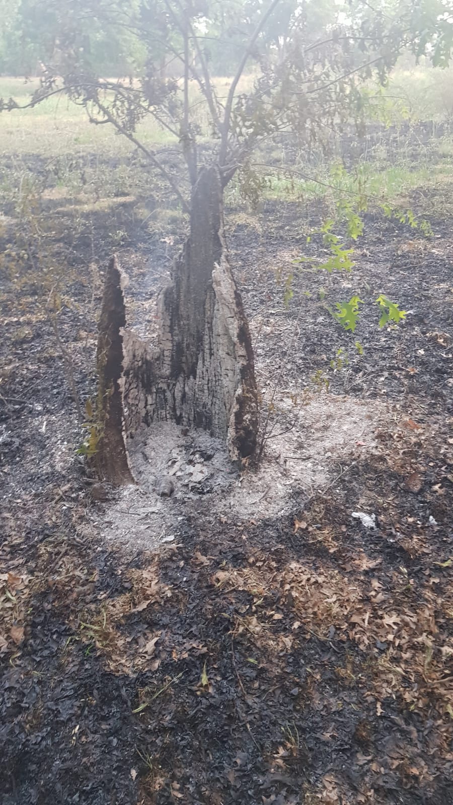 Park van rommel en afgesaagde bome | Vaalweekblad