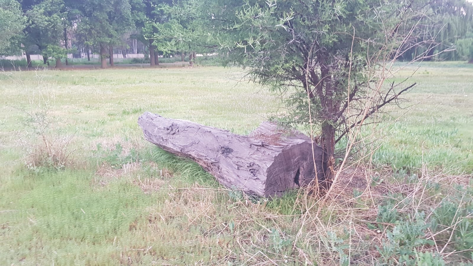 Park van rommel en afgesaagde bome | Vaalweekblad