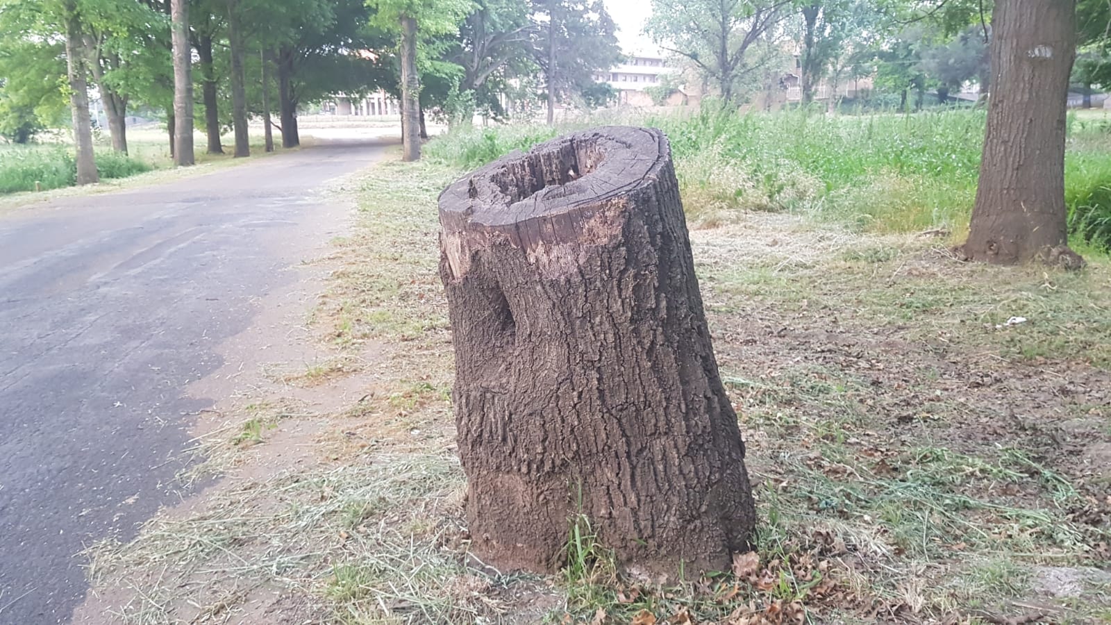 Park van rommel en afgesaagde bome | Vaalweekblad