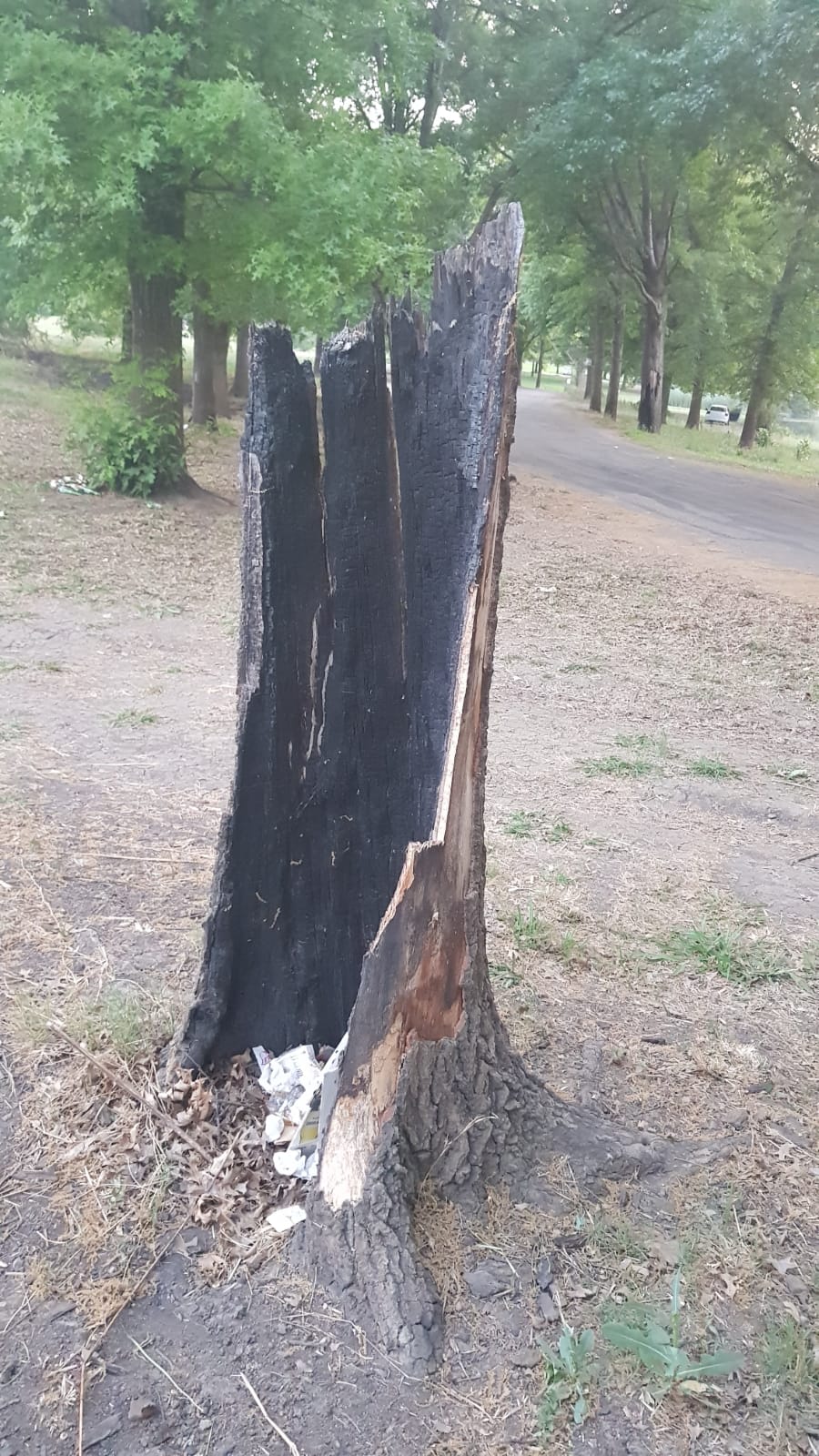 Park van rommel en afgesaagde bome | Vaalweekblad