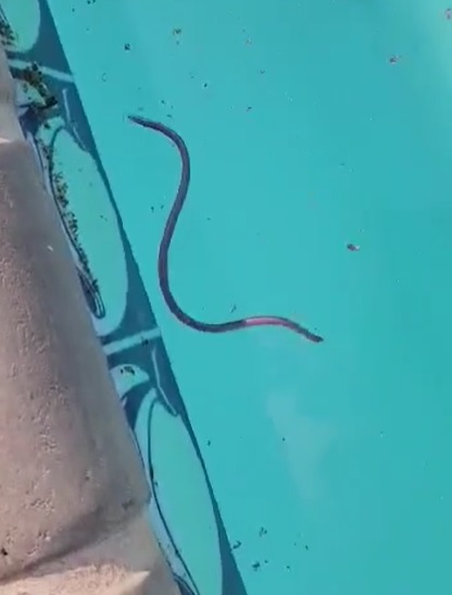 Onwelkome gas in swembad jaag gesin op hol | Vaalweekblad