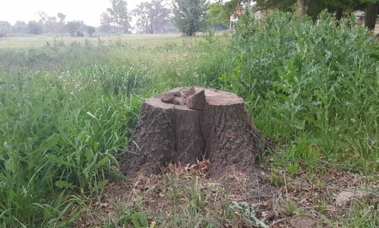 Park van rommel en afgesaagde bome | Vaalweekblad