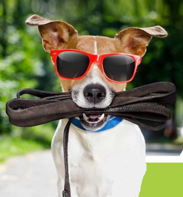 Kom stap Saterdag saam met jou woef by die Mighty Dog-o-Thon ...