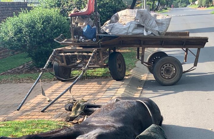 Nie vir sensitiewe lesers: Inwoners van SE3 geskok na perd inmekaar sak ...