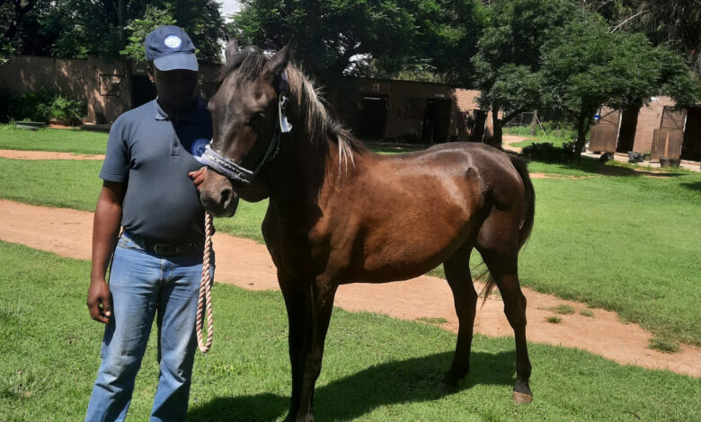 Perd van eienaar gered en soek nuwe tuiste | Vaalweekblad