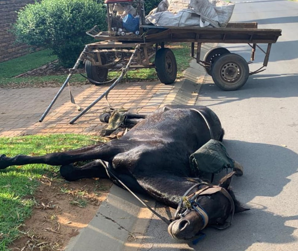 Perd van eienaar gered en soek nuwe tuiste | Vaalweekblad