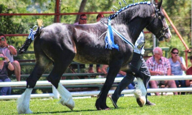 Afsterwe van Hoëveld-perdesorgeenheid se gelukbringer-perd laat ‘n ...