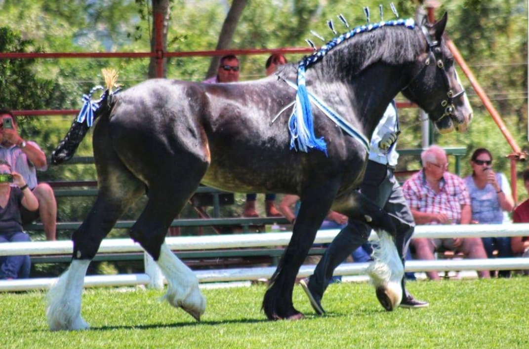 Afsterwe van Hoëveld-perdesorgeenheid se gelukbringer-perd laat ‘n ...