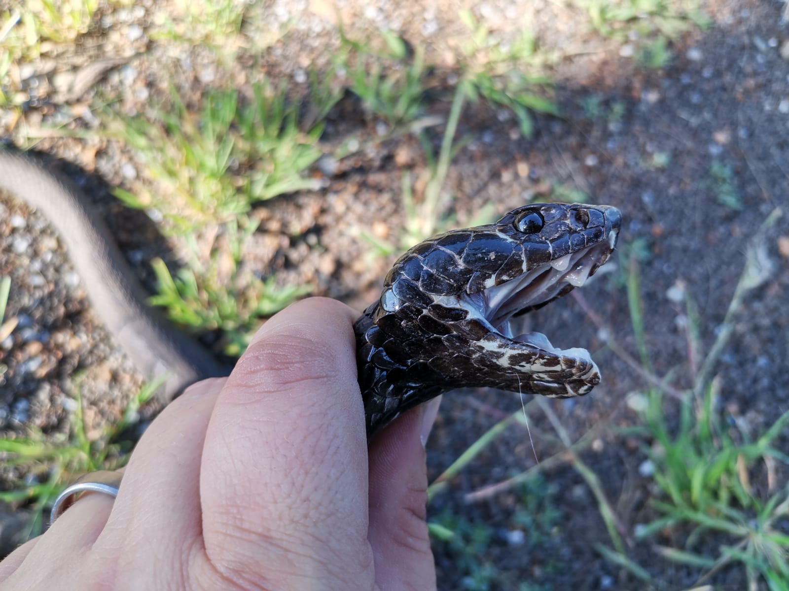 Bielie van 'n rinkhals 'stiek uit' by Rust-ter-Vaal-stadion | Vaalweekblad