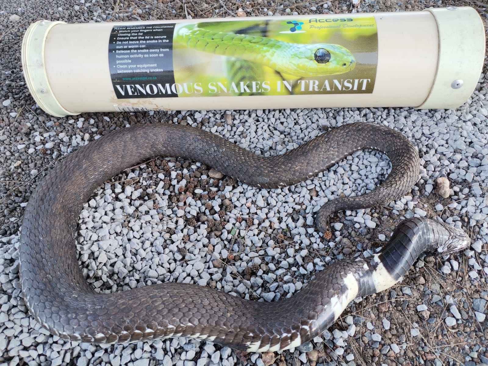 Bielie van 'n rinkhals 'stiek uit' by Rust-ter-Vaal-stadion | Vaalweekblad