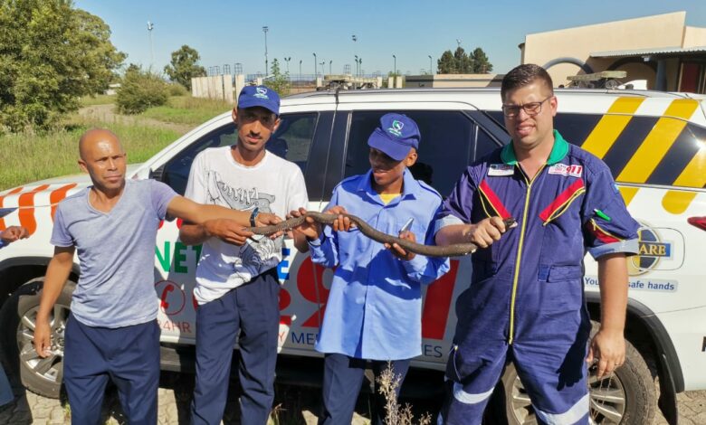 Bielie van 'n rinkhals 'stiek uit' by Rust-ter-Vaal-stadion | Vaalweekblad