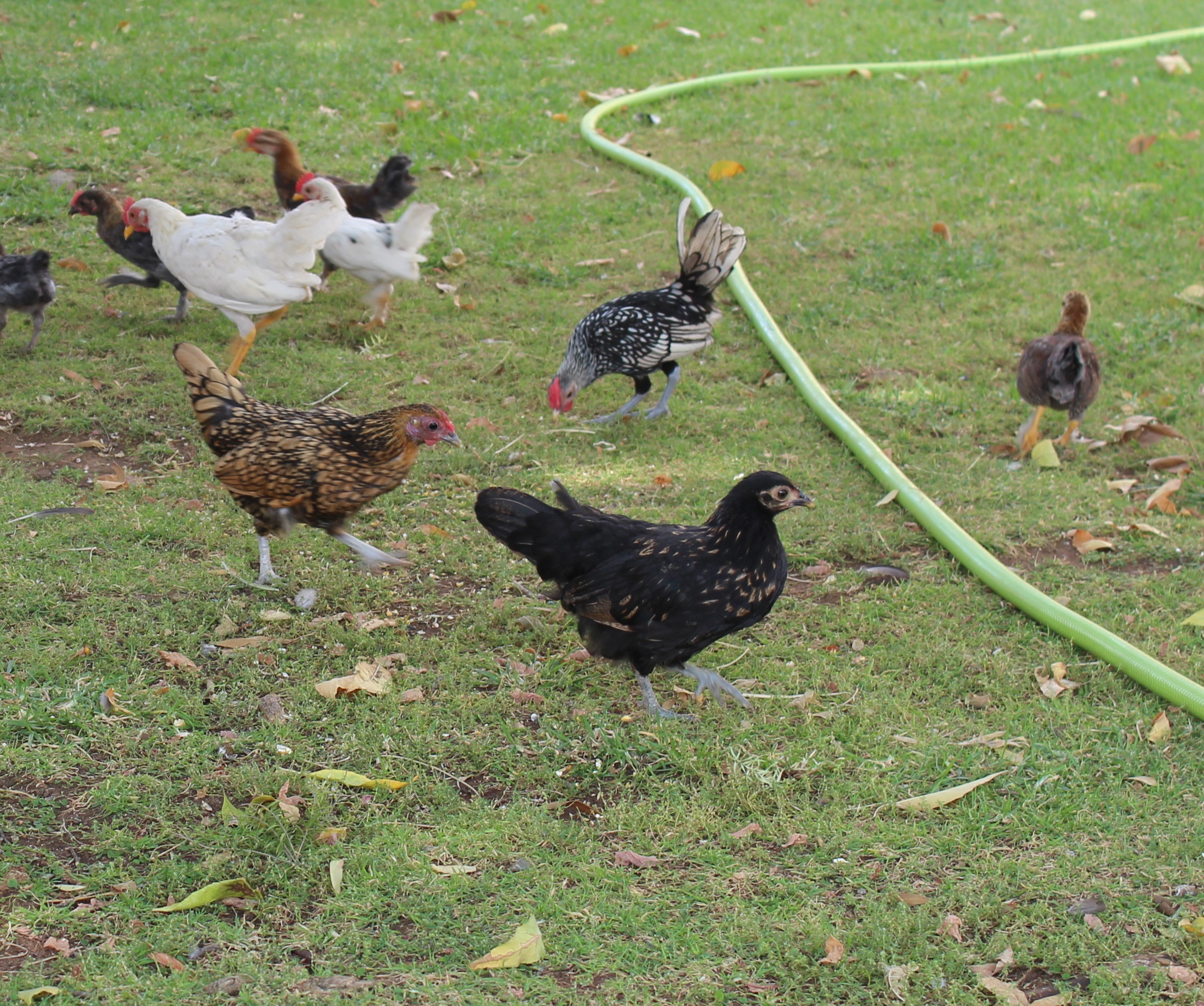 Ek sê maar net… | Vaalweekblad