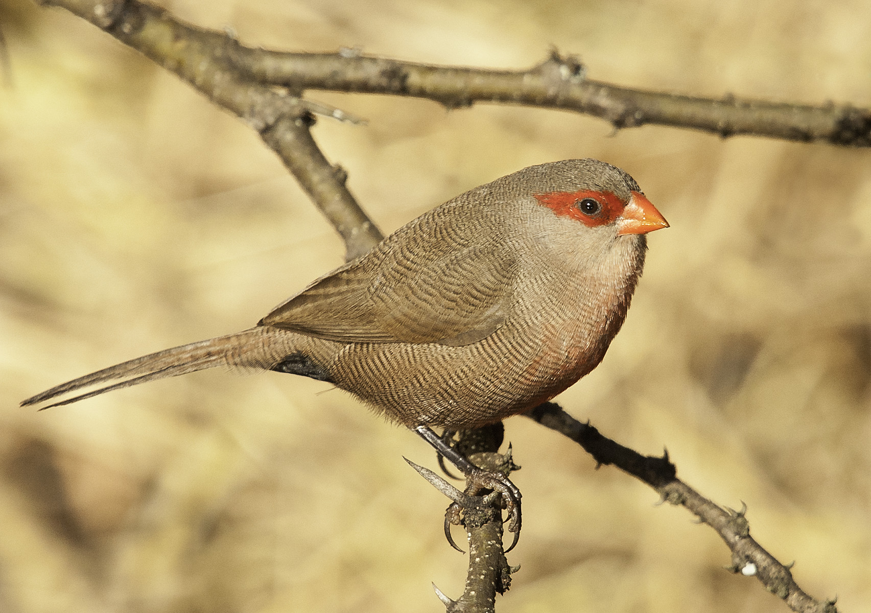 Sysies onder bespreking by Vaal Voëlklub | Vaalweekblad