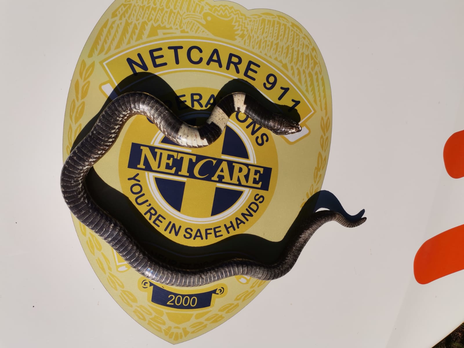 Bielie van 'n rinkhals 'stiek uit' by Rust-ter-Vaal-stadion | Vaalweekblad