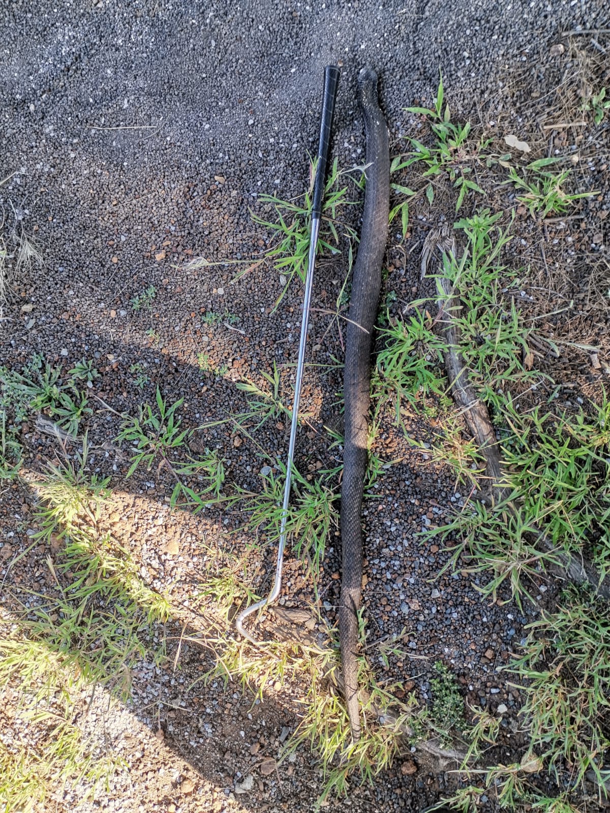 Bielie van 'n rinkhals 'stiek uit' by Rust-ter-Vaal-stadion | Vaalweekblad