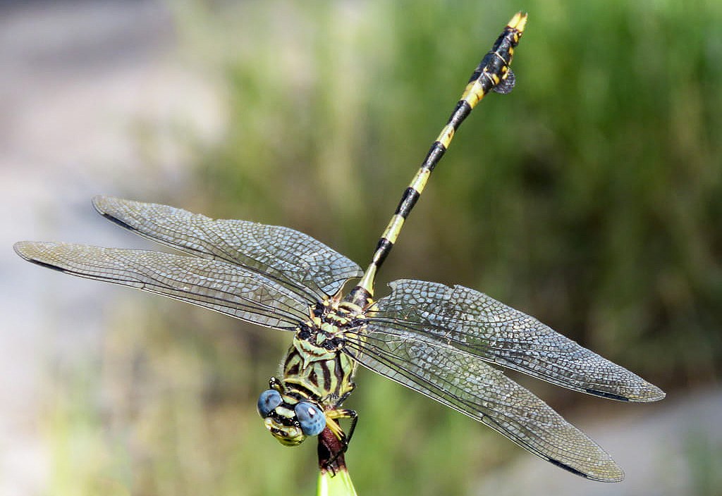 Iets van alles in dié foto versameling | Vaalweekblad