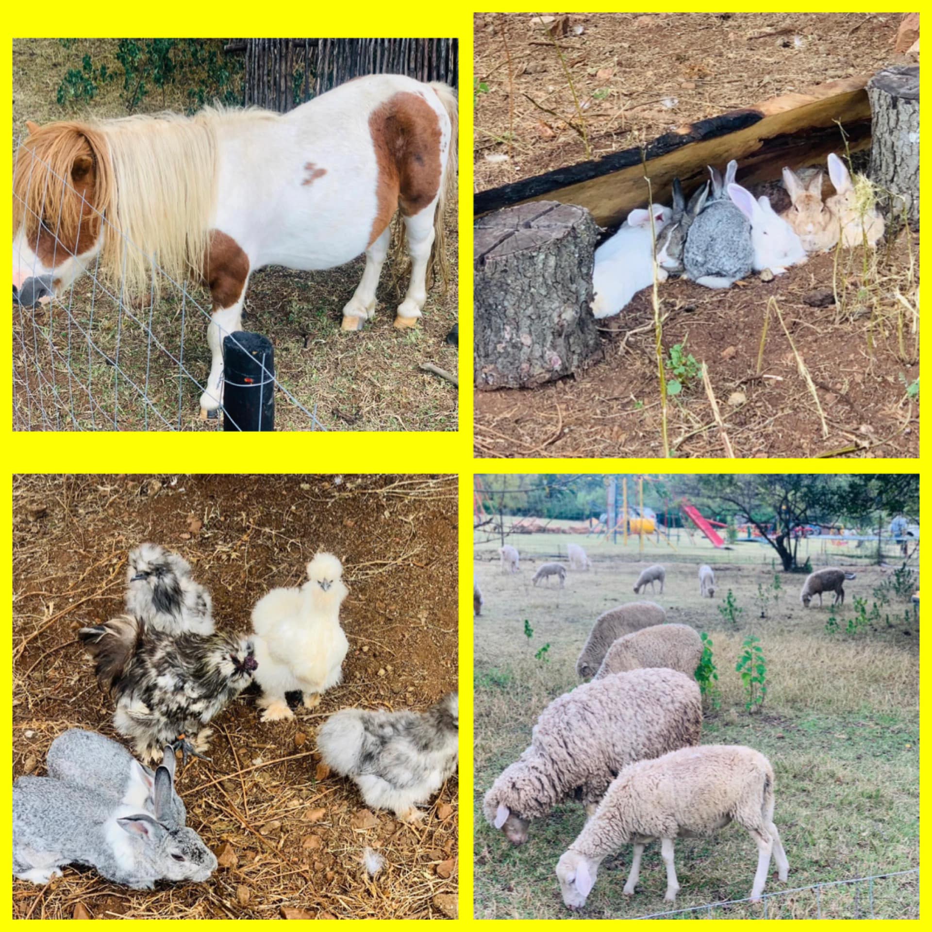 Kom maak kennis met Riverwalk Animal Farm - nuwe kuierplek vir die hele ...