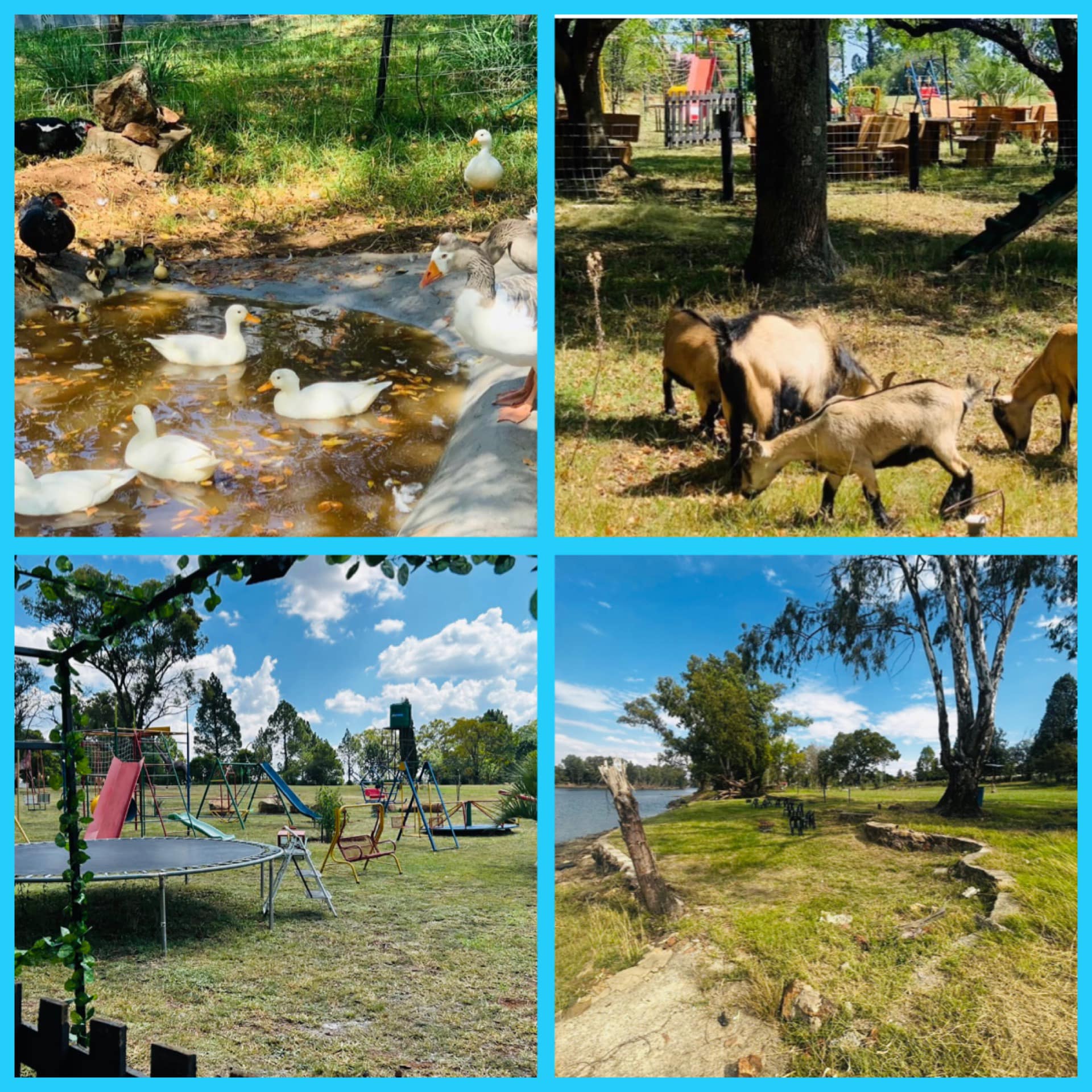 Kom maak kennis met Riverwalk Animal Farm - nuwe kuierplek vir die hele ...