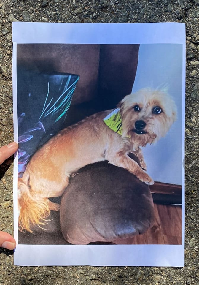 Bejaarde se hondjie saam met bakkie gesteel in Drie Riviere | Vaalweekblad