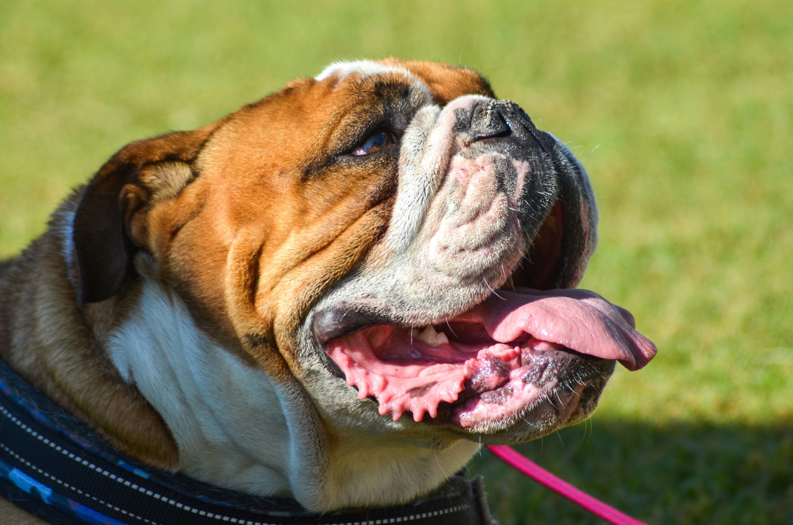 Wiggle Waggle plesier by Stonehaven | Vaalweekblad