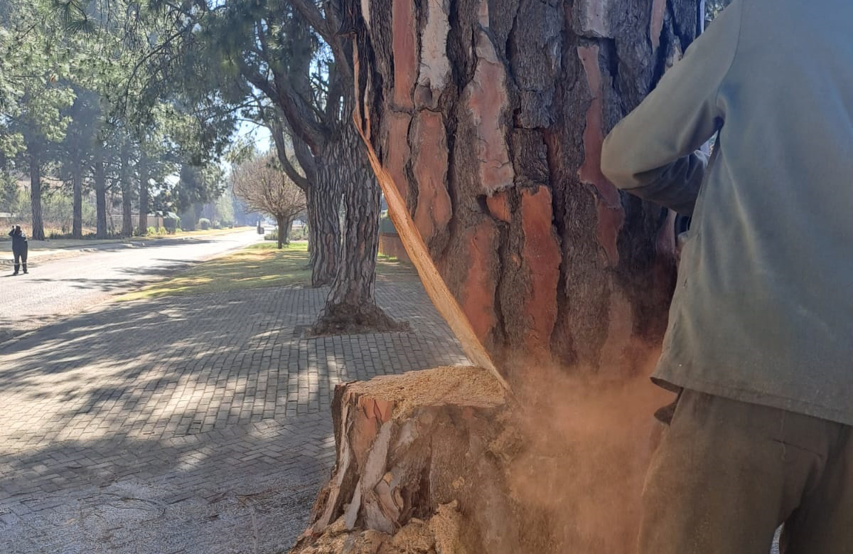 Groot denneboom afgesaag om pyp reg te maak | Vaalweekblad