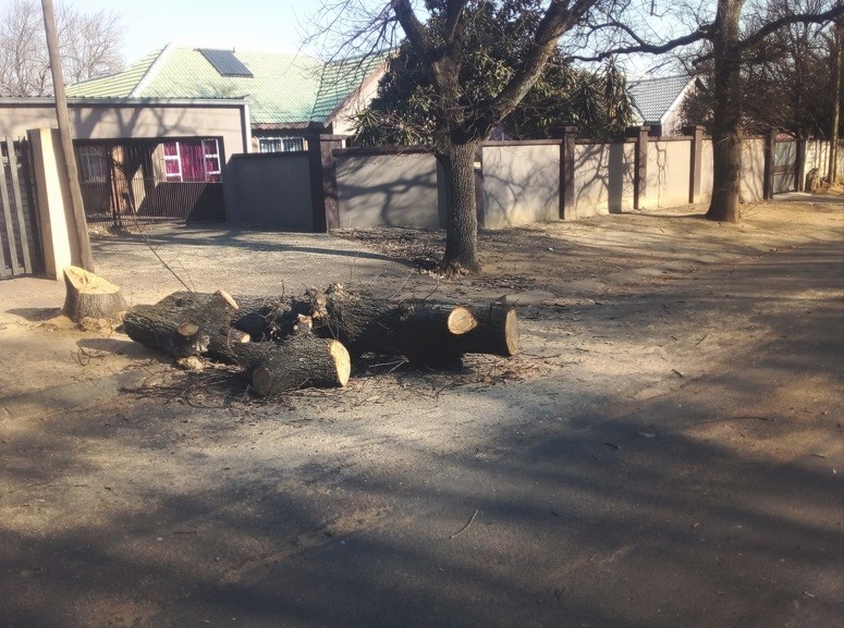 Dooie bome praat nie | Vaalweekblad