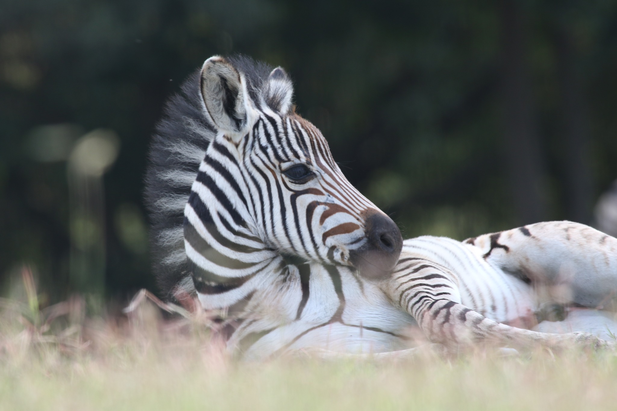 Fotograwe verwelkom die lente | Vaalweekblad