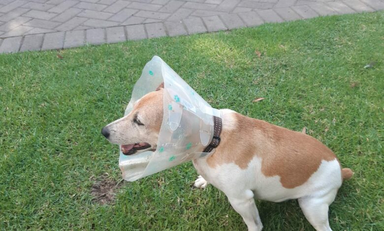 Groot hartseer nadat Vlooi saam met bakkie gesteel is | Vaalweekblad