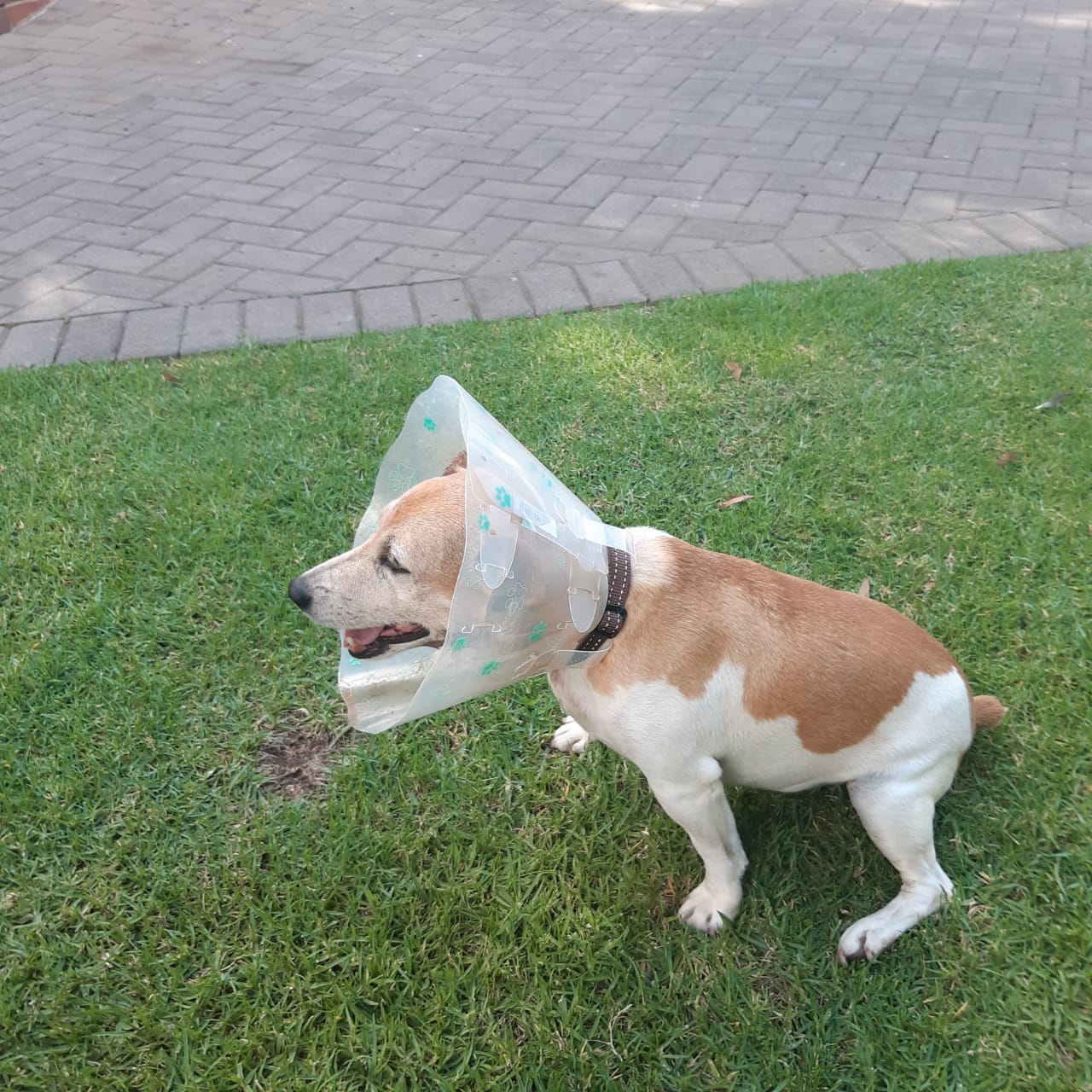 Groot hartseer nadat Vlooi saam met bakkie gesteel is | Vaalweekblad